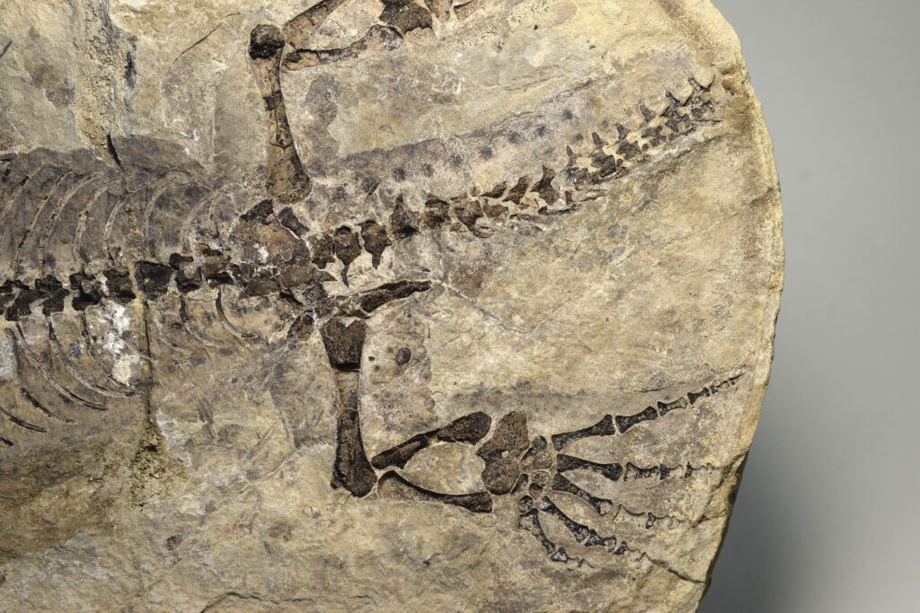 Outstanding fossil reptile Barasaurus besairiei