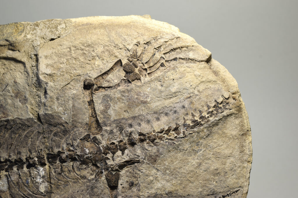 Outstanding fossil reptile Barasaurus besairiei