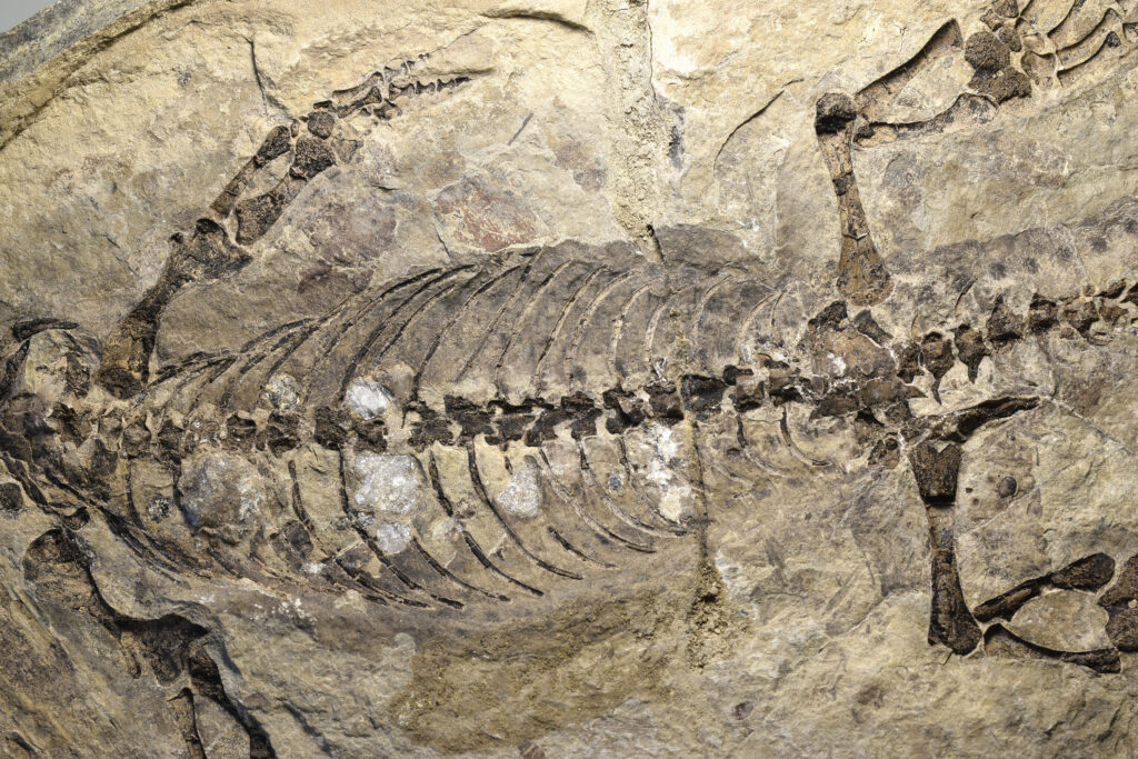 Outstanding fossil reptile Barasaurus besairiei