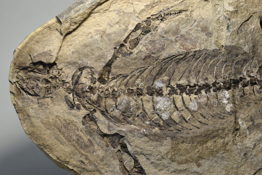 Outstanding fossil reptile Barasaurus besairiei