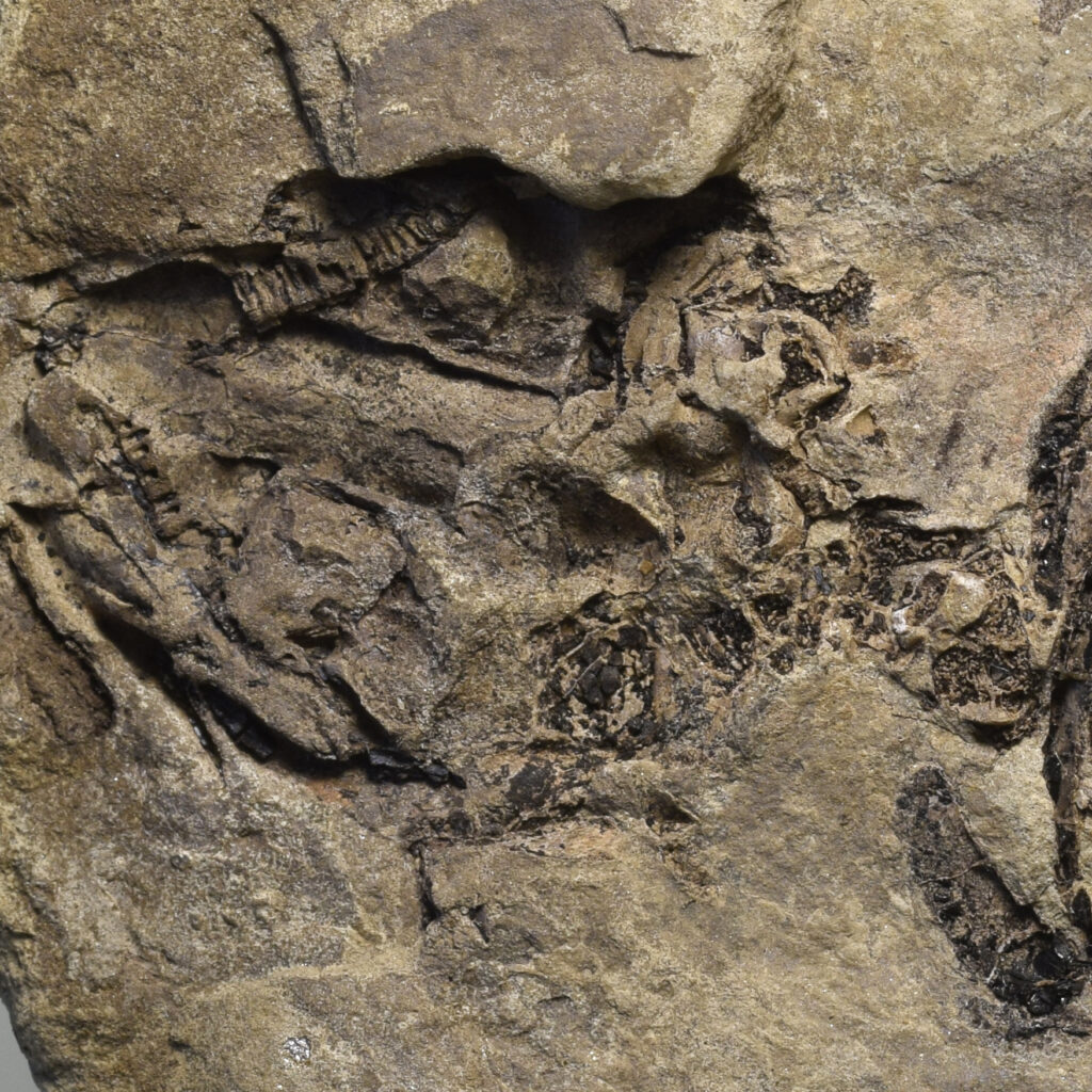 Outstanding fossil reptile Barasaurus besairiei