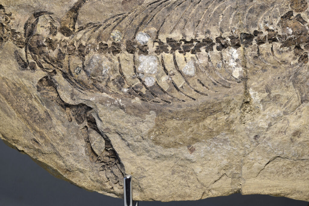 Outstanding fossil reptile Barasaurus besairiei