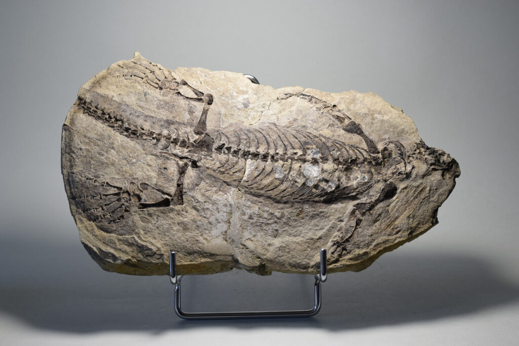 Outstanding fossil reptile Barasaurus besairiei