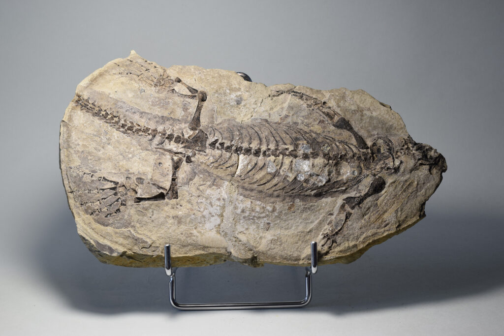 Outstanding fossil reptile Barasaurus besairiei