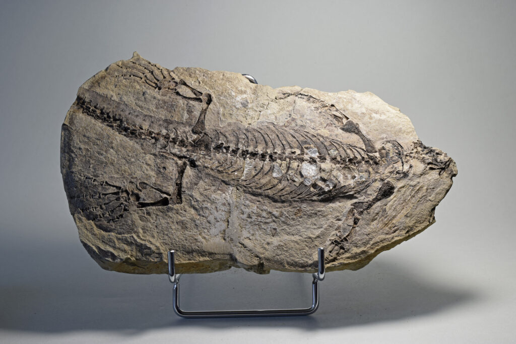 Outstanding fossil reptile Barasaurus besairiei