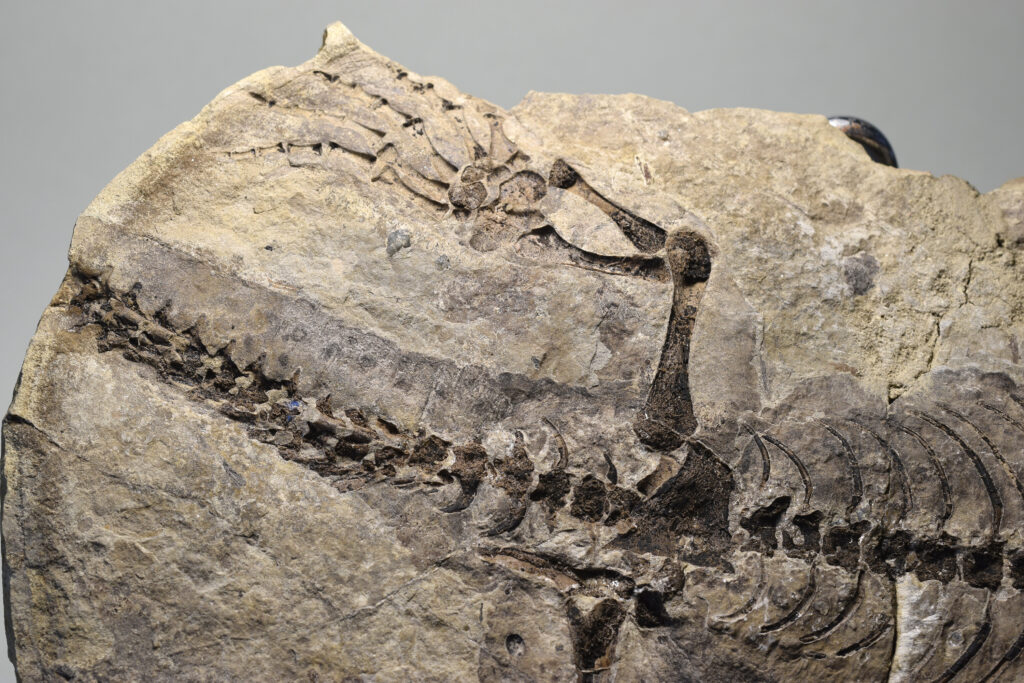 Outstanding fossil reptile Barasaurus besairiei