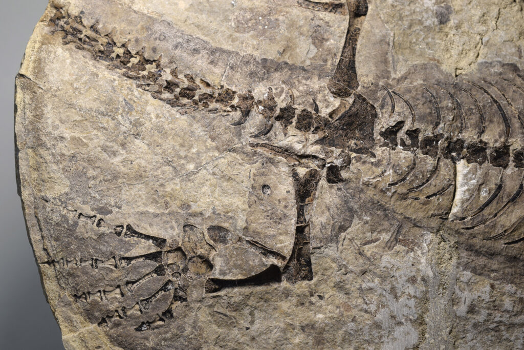 Outstanding fossil reptile Barasaurus besairiei