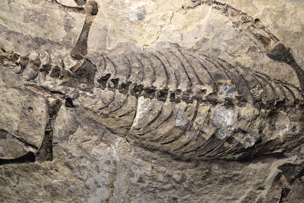 Outstanding fossil reptile Barasaurus besairiei