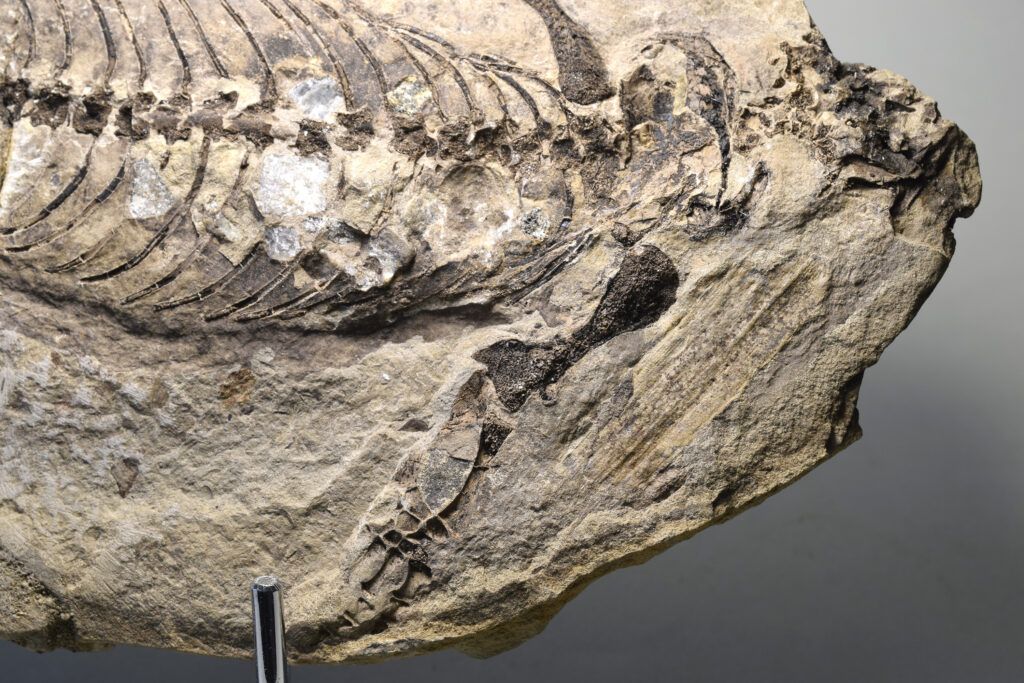 Outstanding fossil reptile Barasaurus besairiei