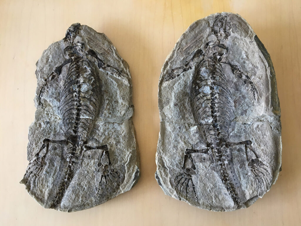 Outstanding fossil reptile Barasaurus besairiei