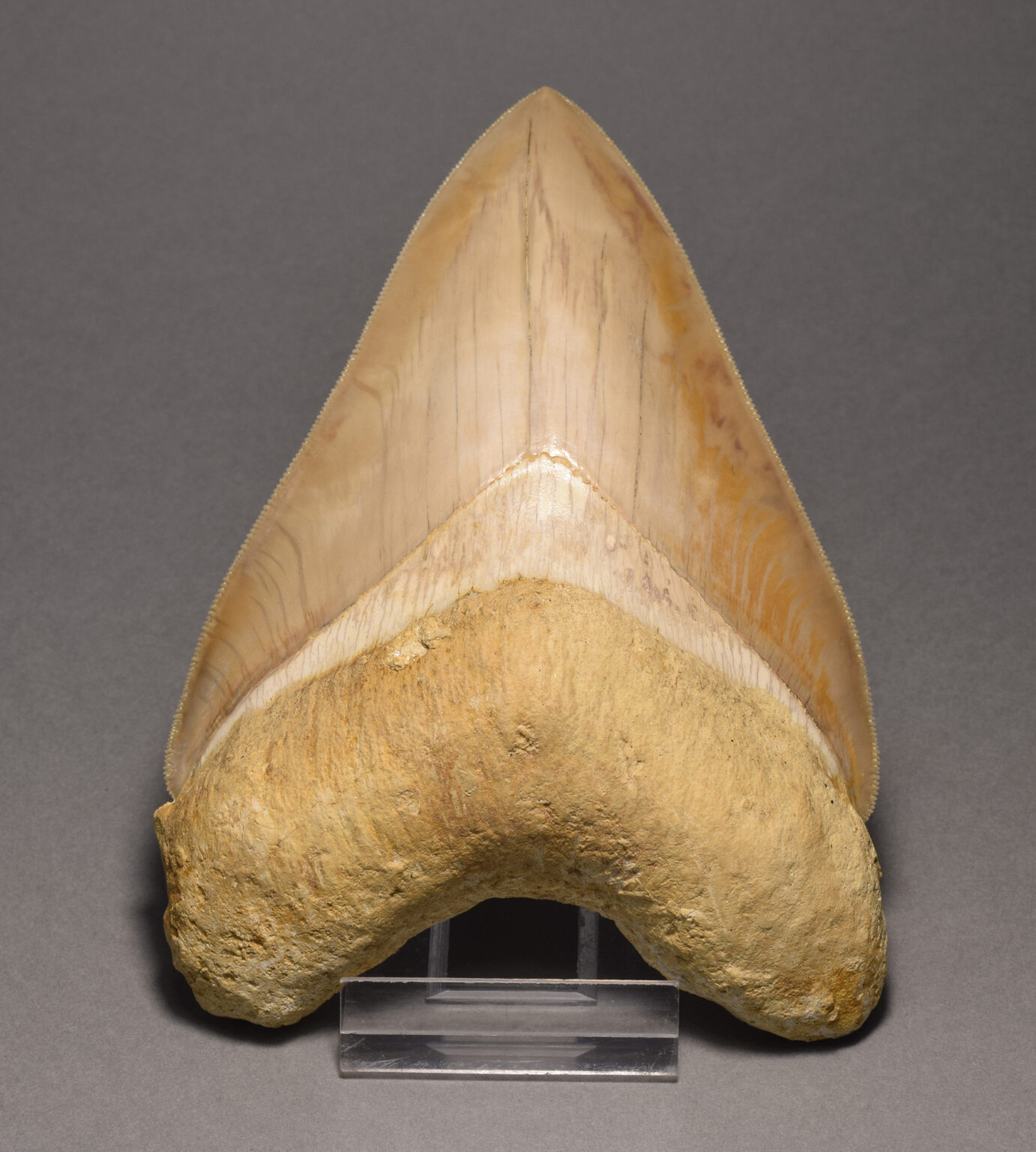 Finest quality Carcharodon megalodon tooth