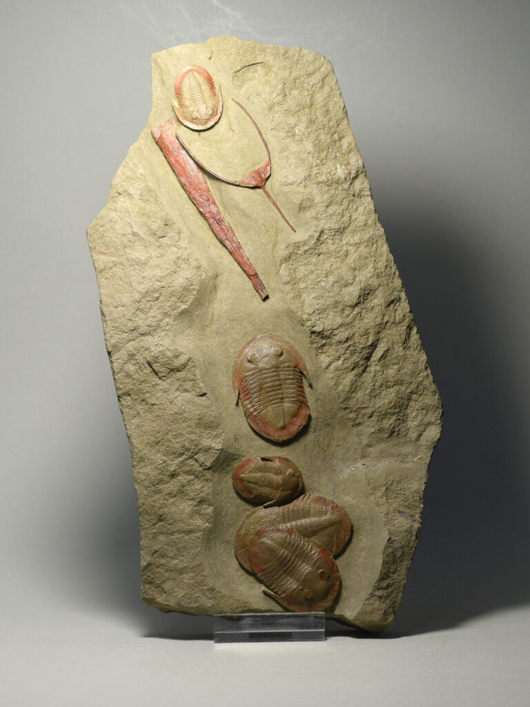 Asaphellus fezouatensis and Ampyx priscus trilobites