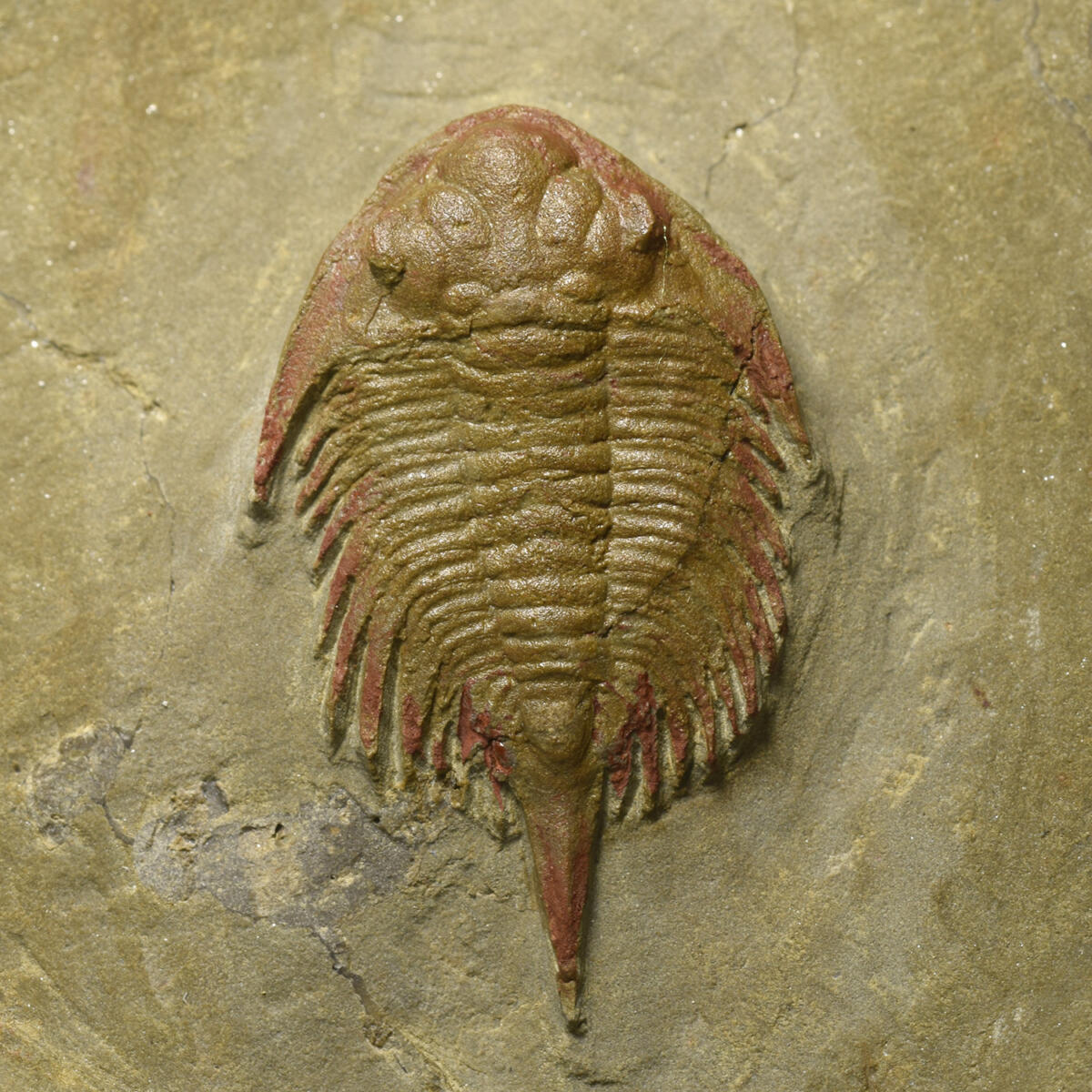 Fine and rare trilobite Parvilichas marochii
