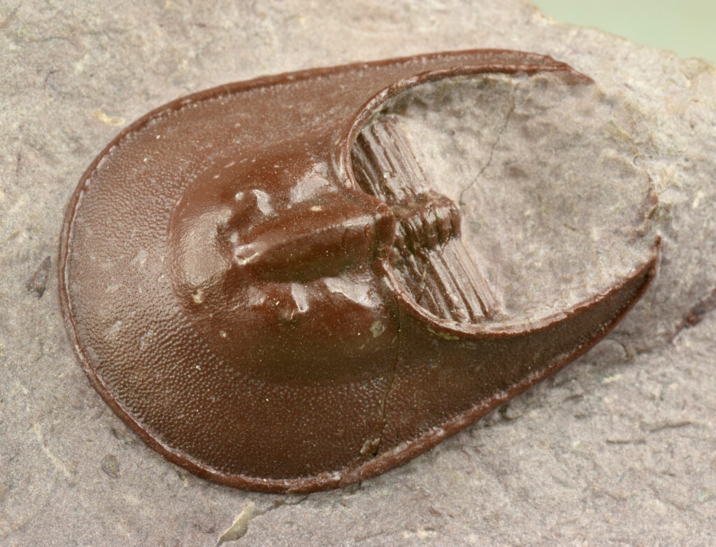 Rare trilobite Harpes hamarlaghdadensis