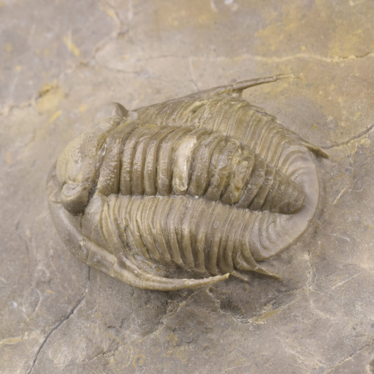 Rare trilobite cf. Xiphogonium