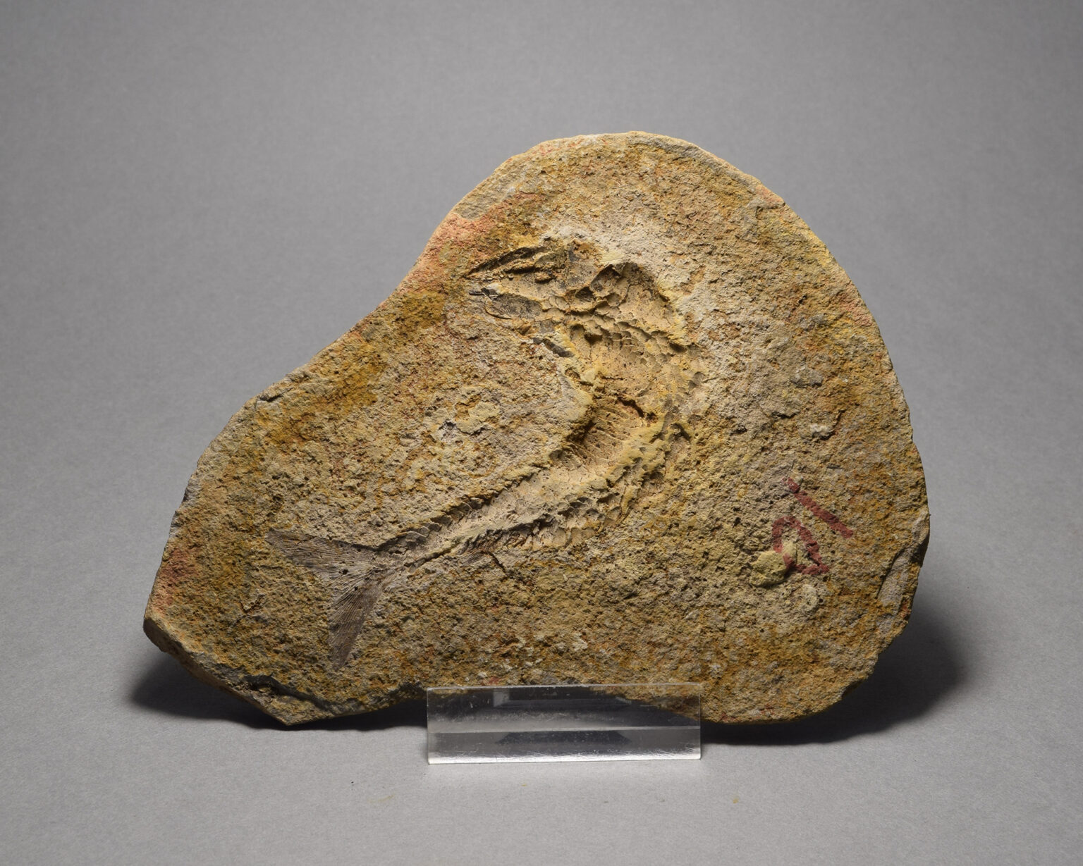 Unusual twisted fish fossil Australosomus altisquamosus