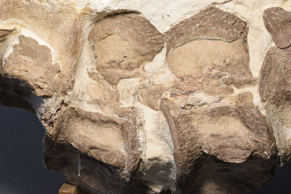Set of five Sauropterygia vertebrae