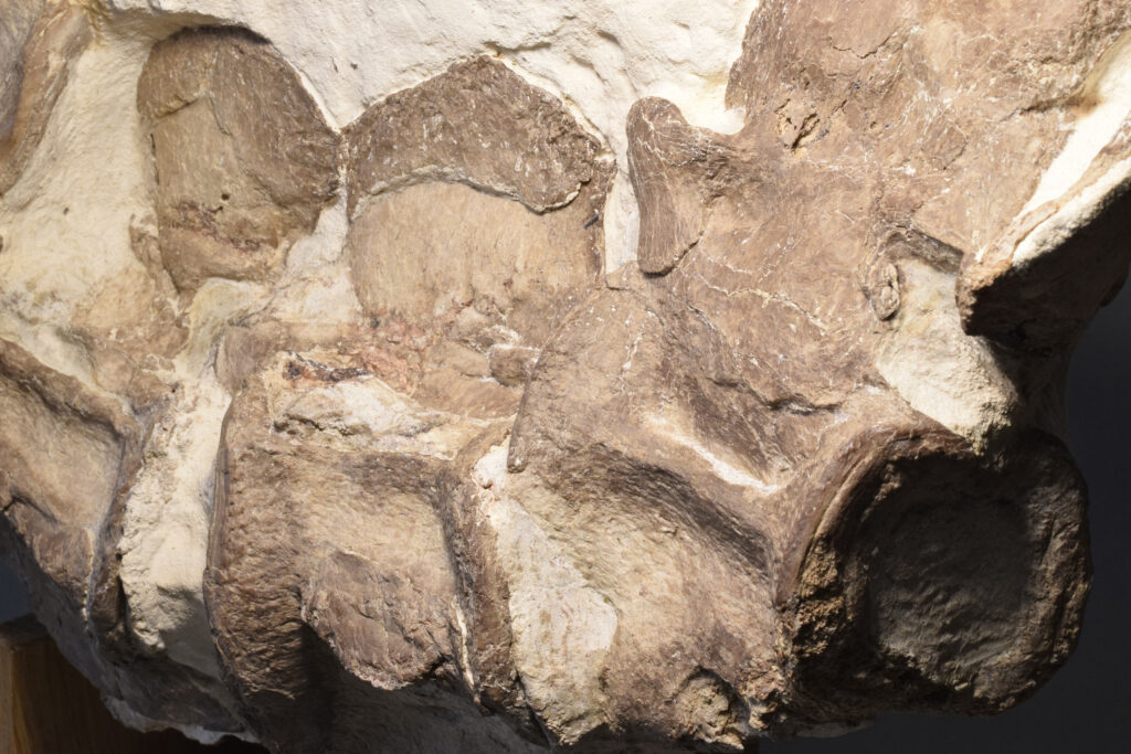 Set of five Sauropterygia vertebrae
