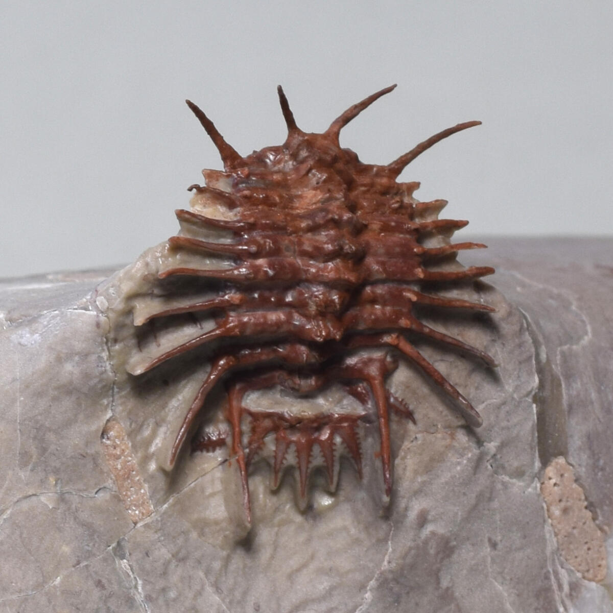 Very rare red trilobite aff. Ceratocephala