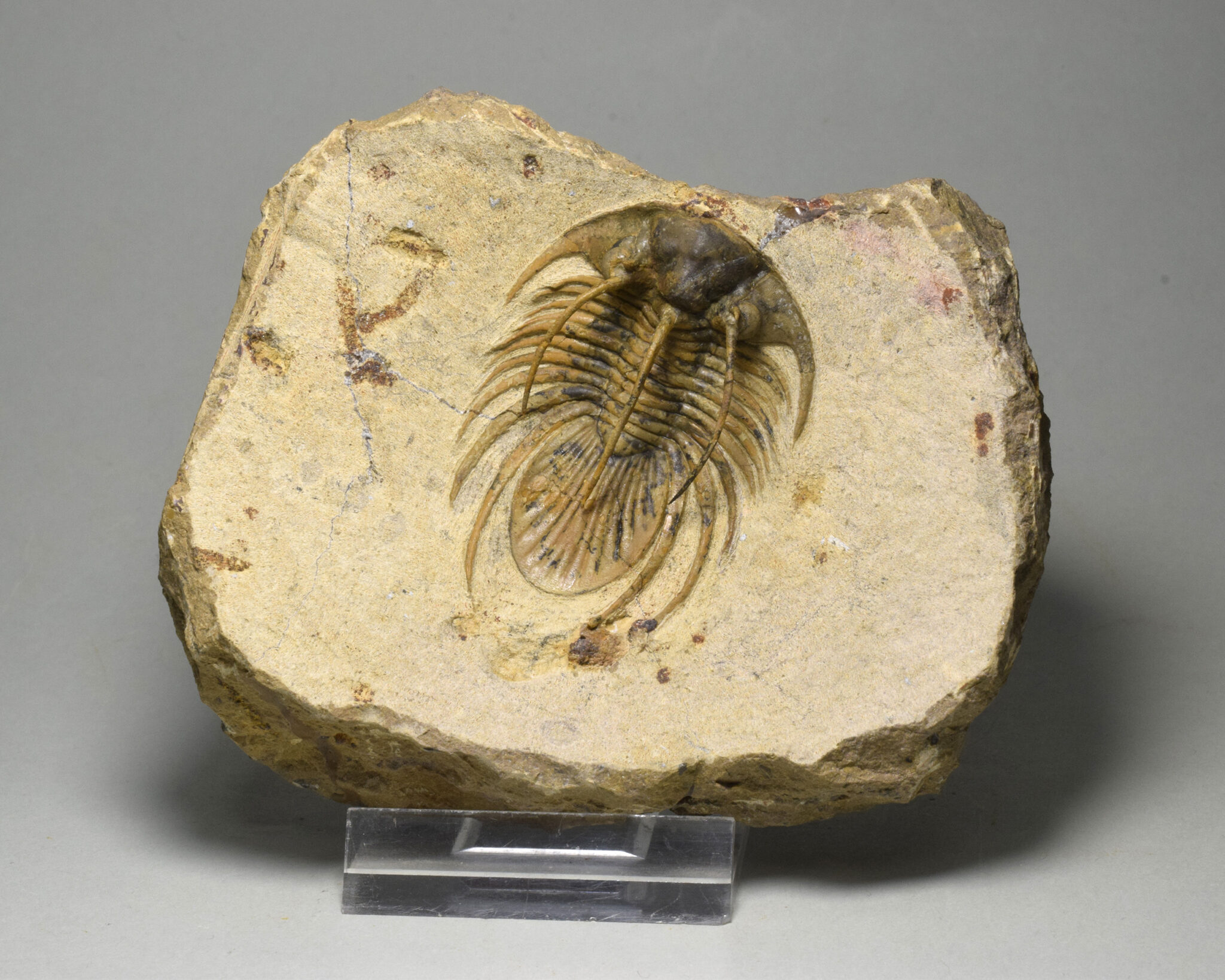 Rare trilobite Kolihapeltis sp.