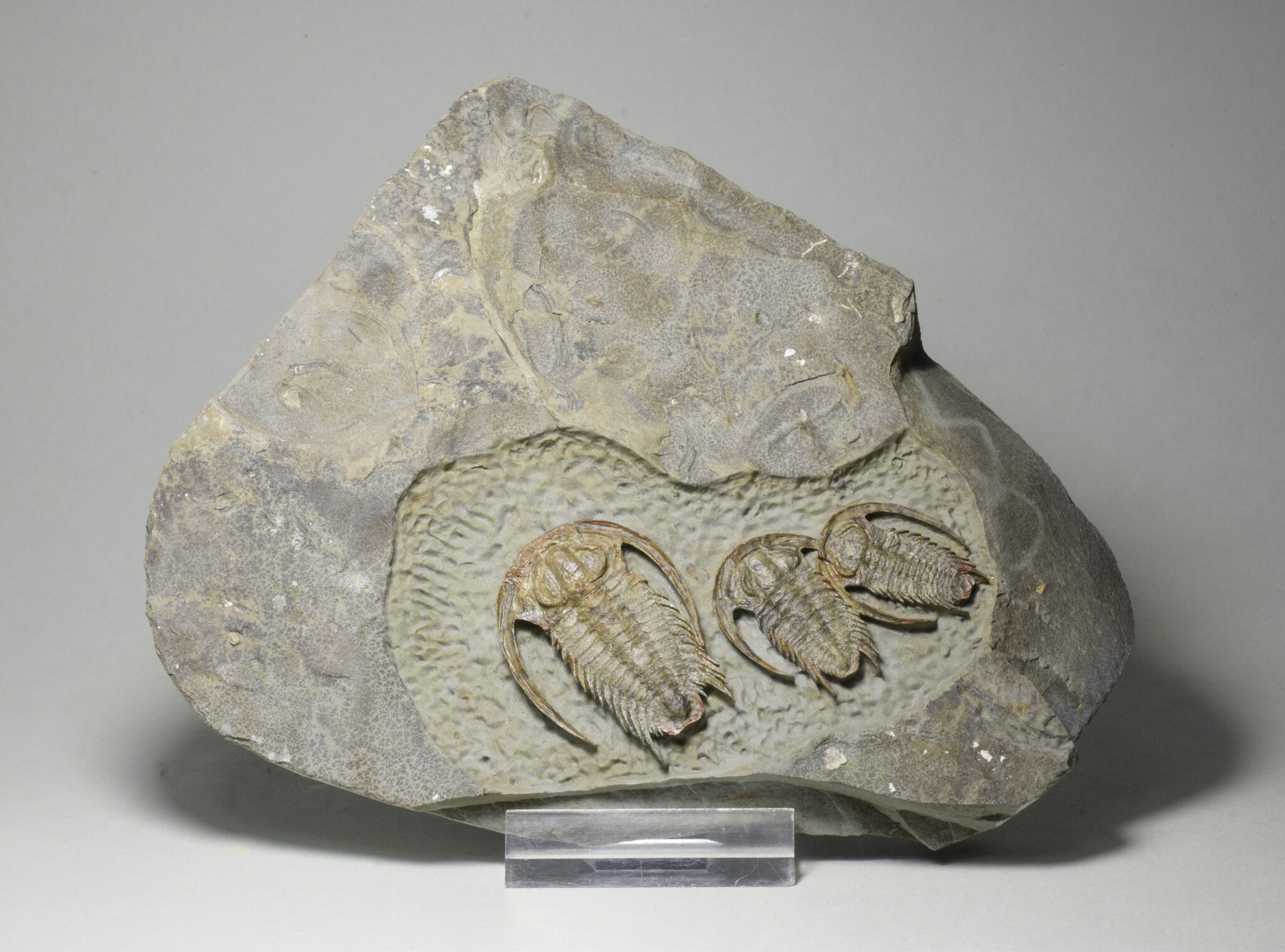 Trio of rare trilobites cf. Richterops sp.