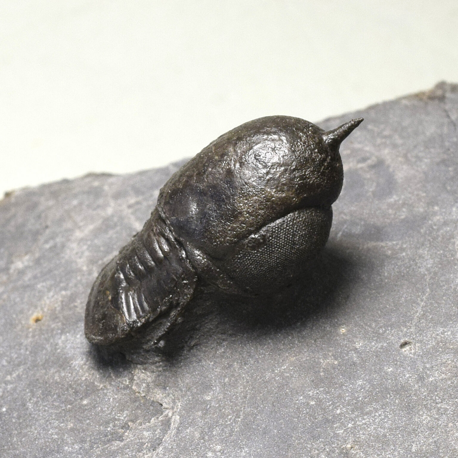 Outstanding and rare trilobite Symphysops stevaninae