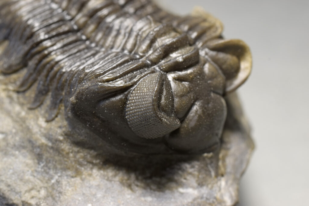 Trilobites: 270 million years of evolution