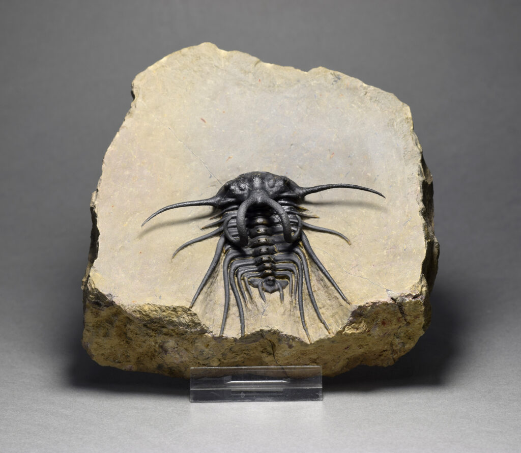 Excellent black and spiny trilobite - Dicranurus monstrosus