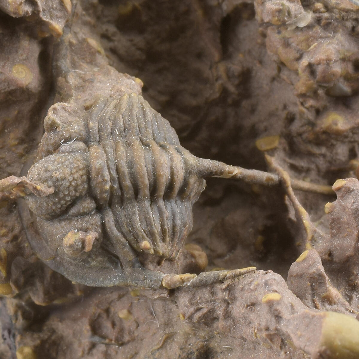 Cyphaspis sp. with prepared "microfossils"