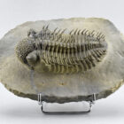 Authentic Trilobites for sale