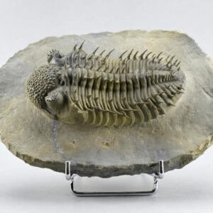 Authentic Trilobites for sale