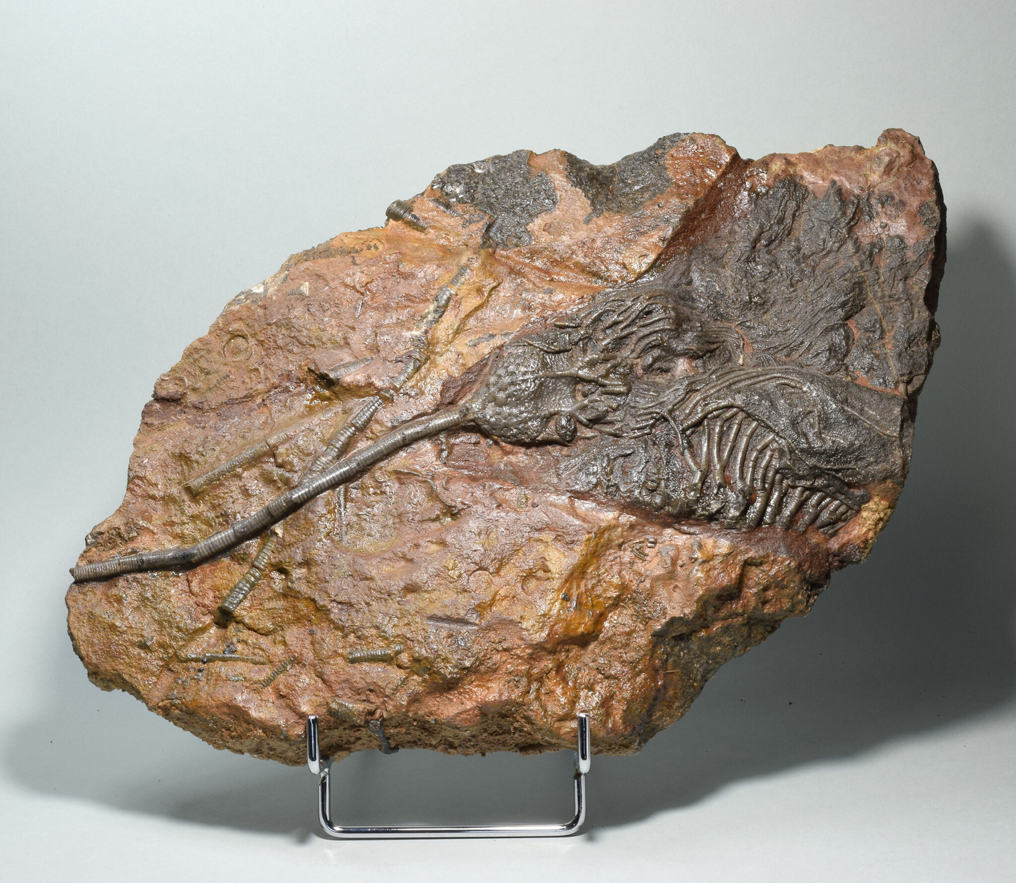 Crinoid on slab – Scyphocrinites elegans