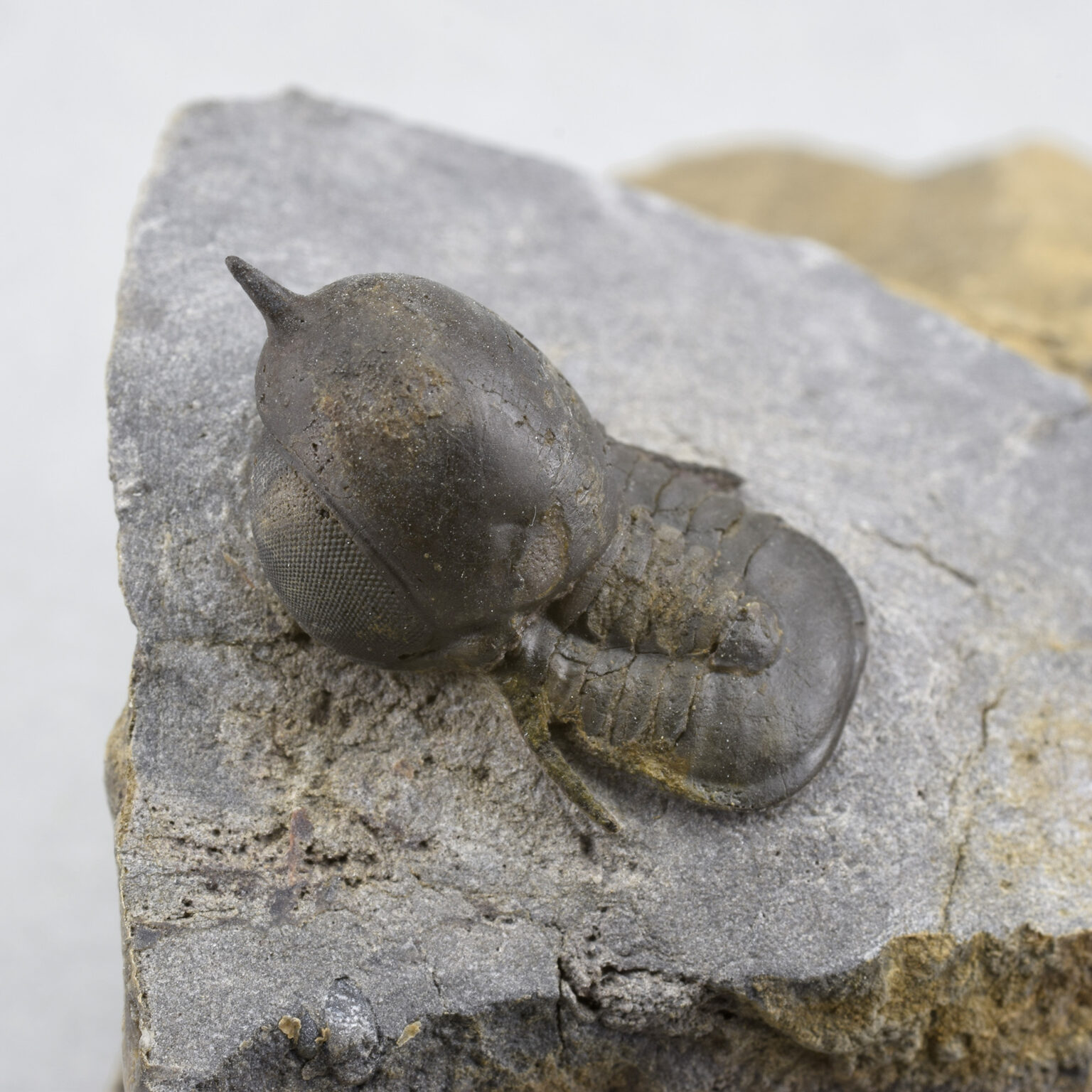 Authentic Trilobites for sale