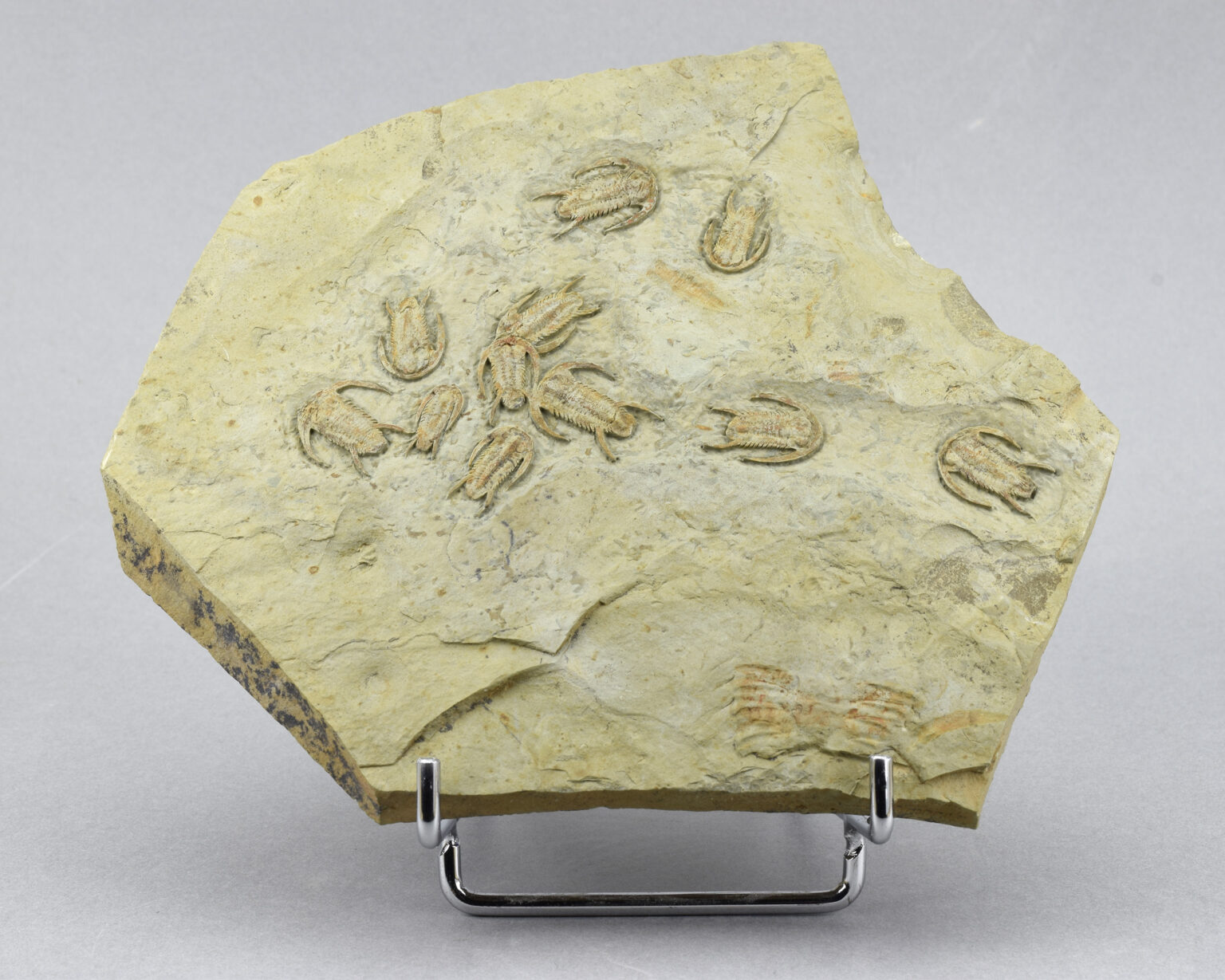Slab with 11 Richterops falloti trilobites